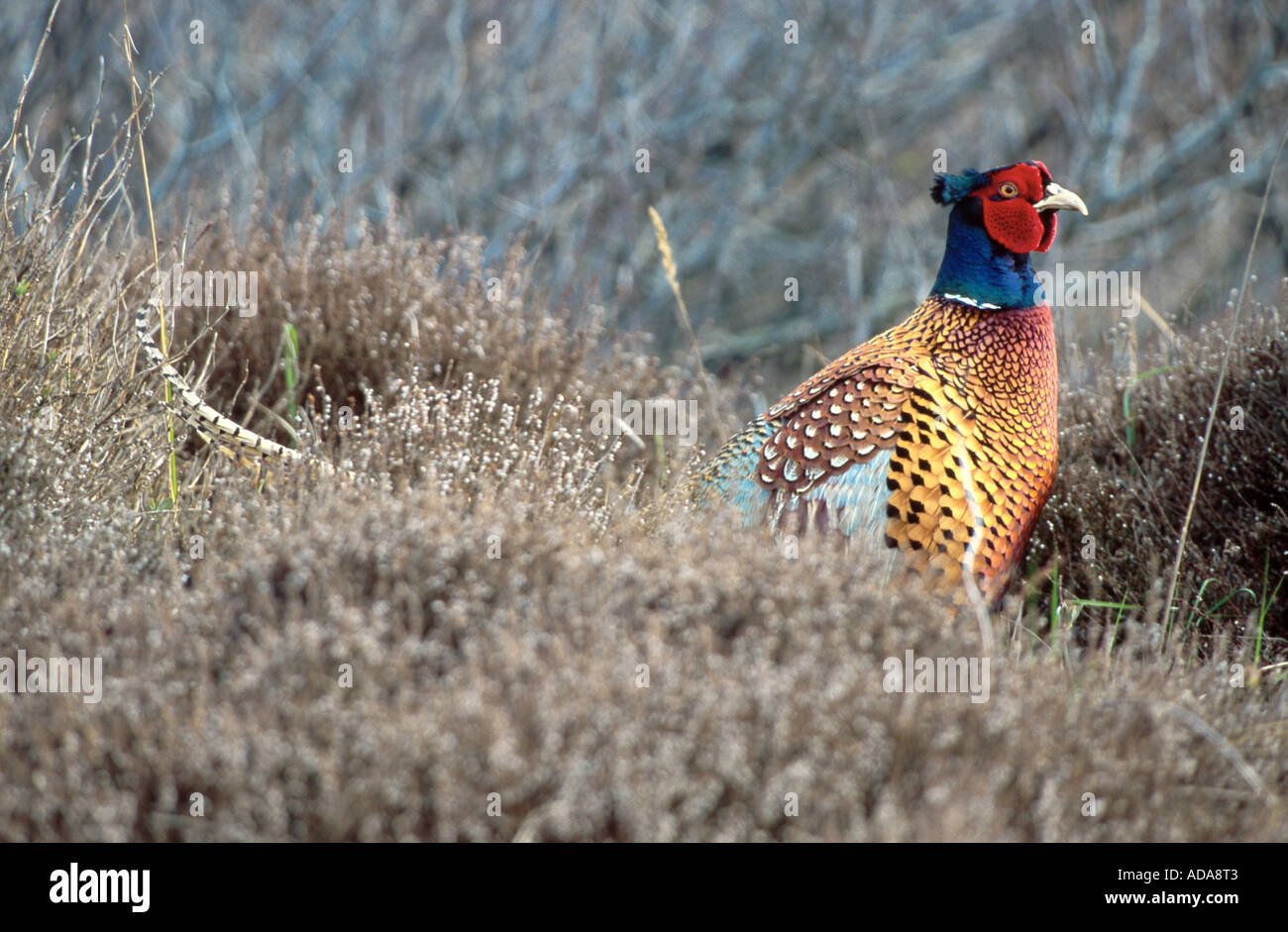 common pheasant, Caucasus Pheasant, Caucasian Pheasant (Phasianus ...