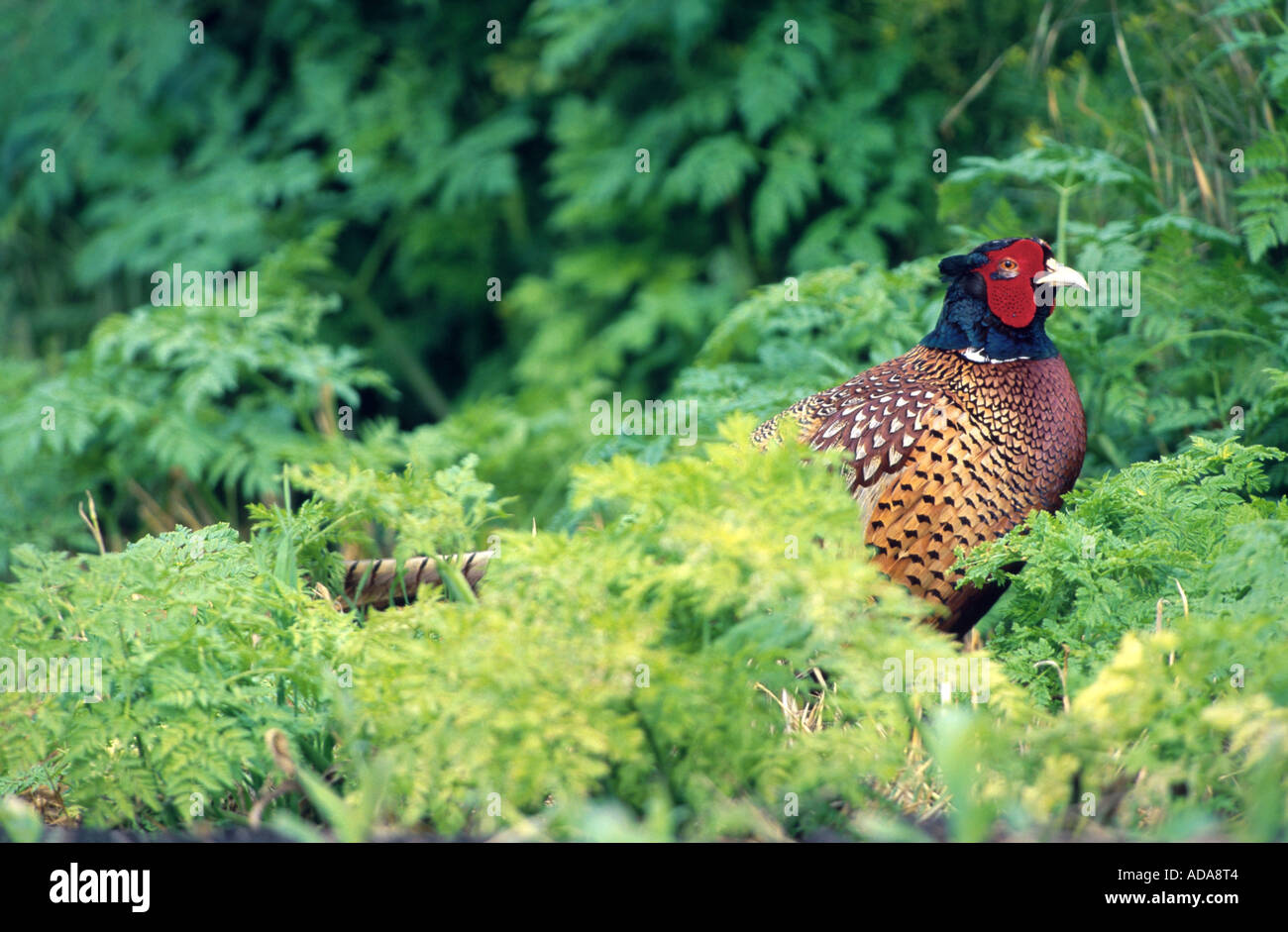 common pheasant, Caucasus Pheasant, Caucasian Pheasant (Phasianus ...