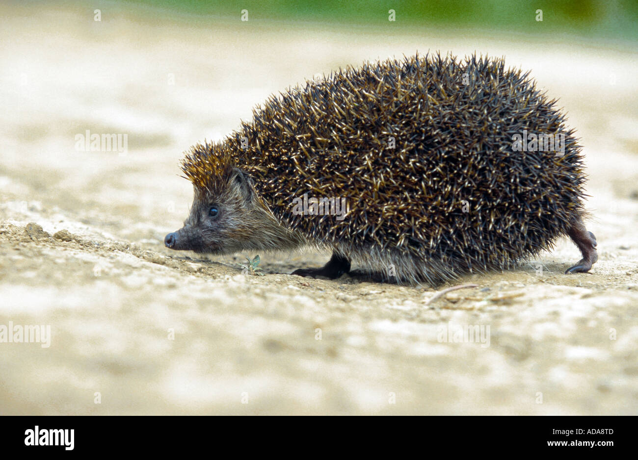 western hedgehog, European hedgehog (Erinaceus europaeus), crossing ...