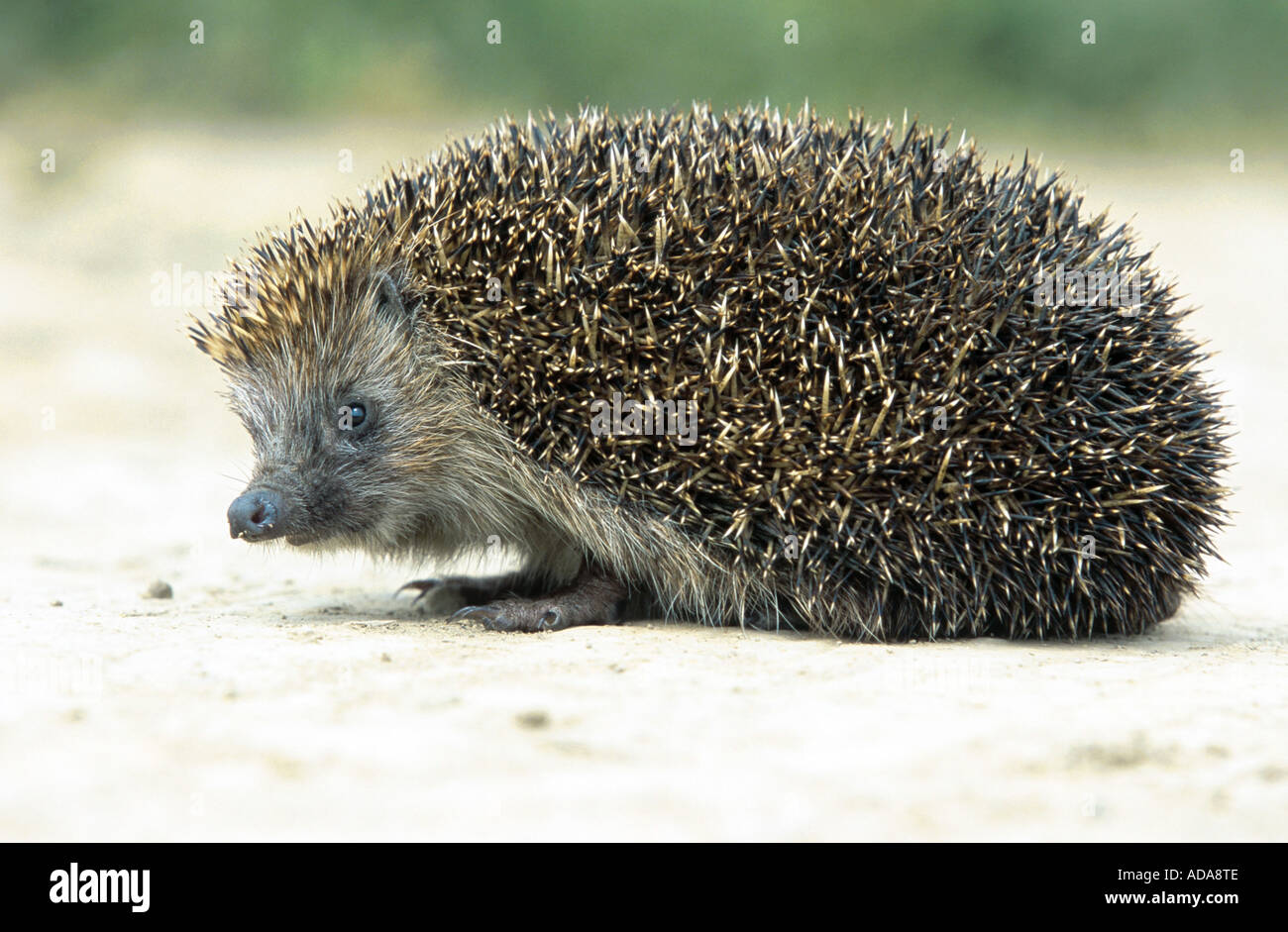 western hedgehog, European hedgehog (Erinaceus europaeus), sitting ...