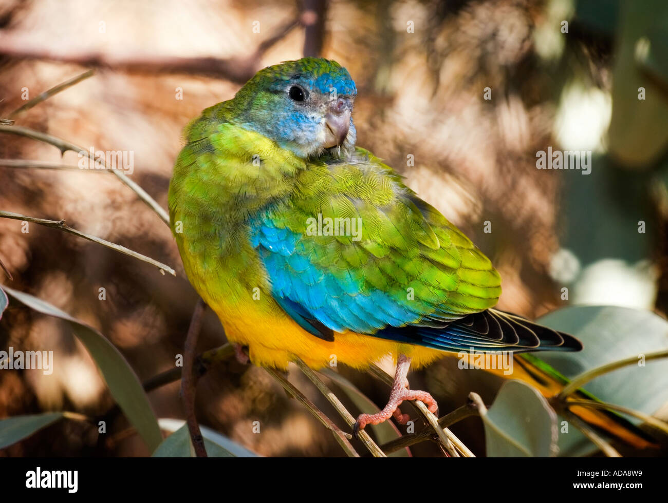 Orange bellied Parrot (Neophema chrysogaster Stock Photo - Alamy