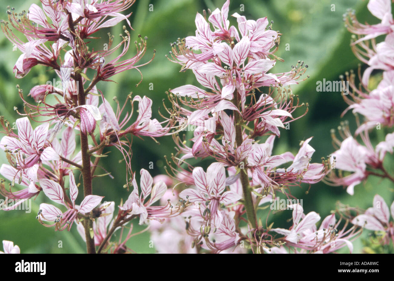 Dictamnus albus seed hi-res stock photography and images - Alamy