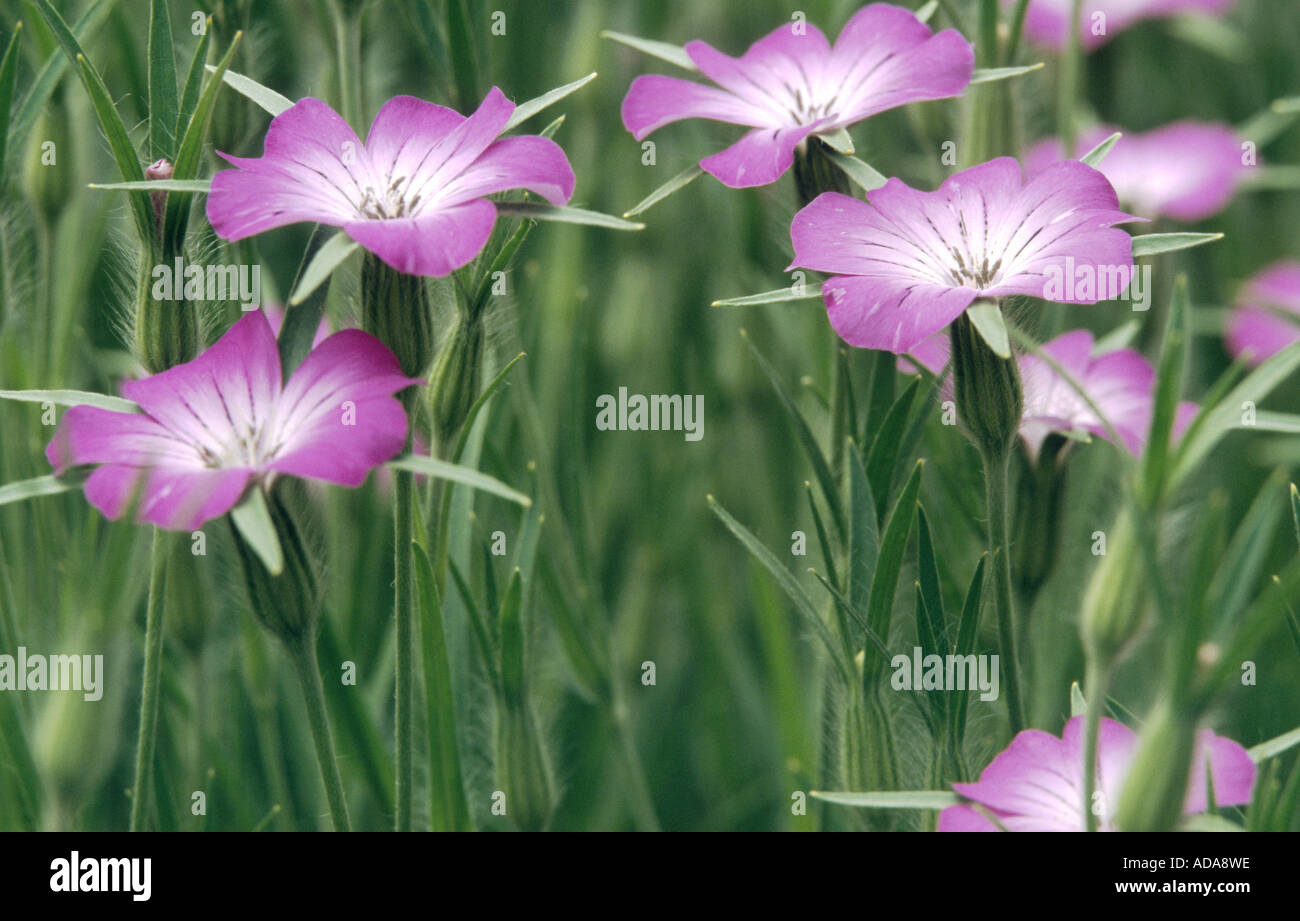 common corncockle (Agrostemma githago), blooming Stock Photo - Alamy