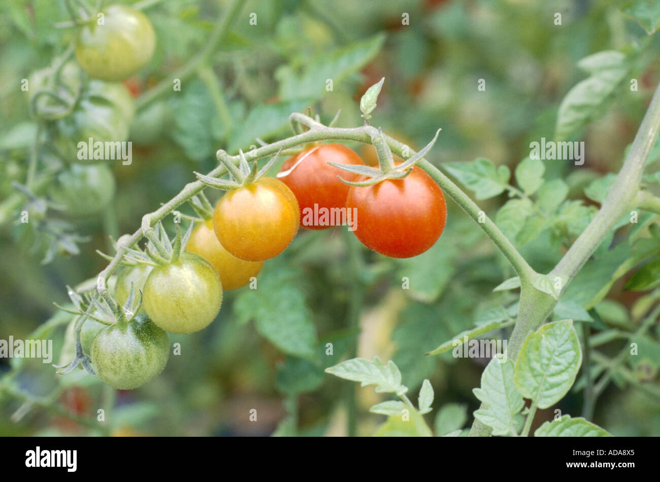 garden tomato (Solanum lycopersicum, Lycopersicon esculentum), ripe and ...
