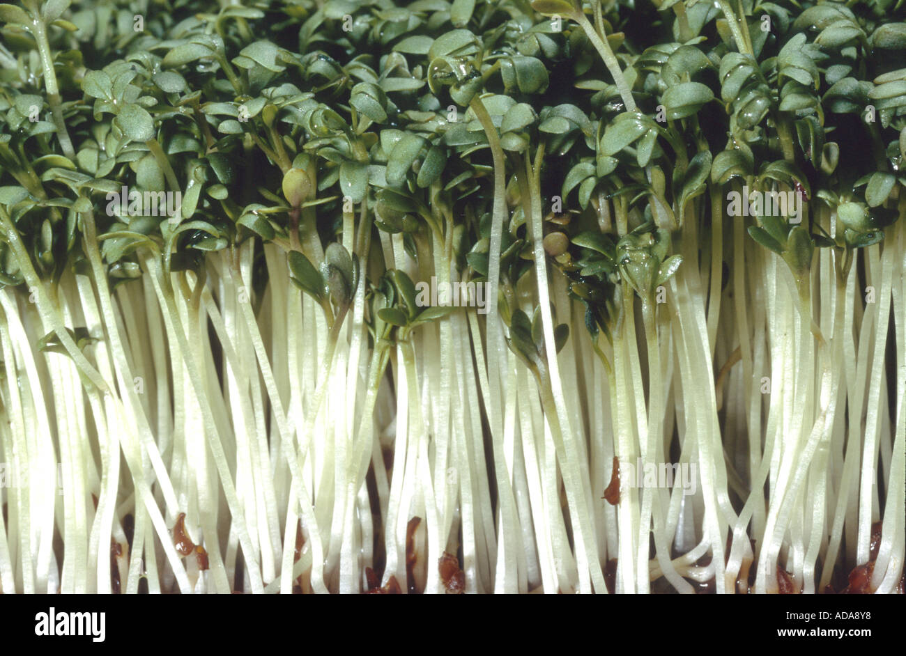 garden cress (Lepidium sativum), seedlings Stock Photo - Alamy