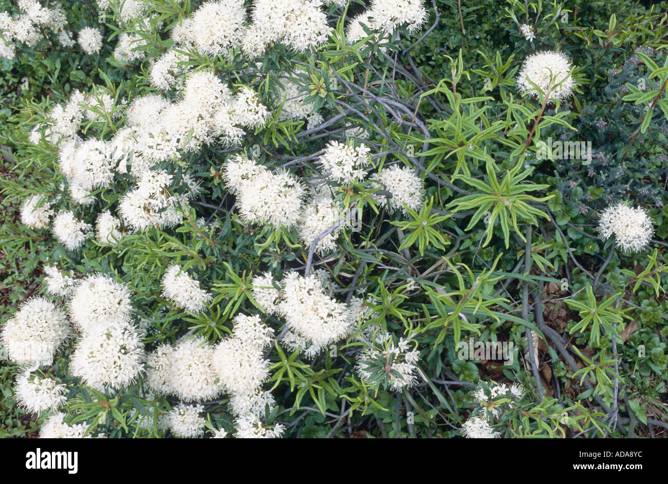 Dwarf tea tree hi-res stock photography and images - Alamy