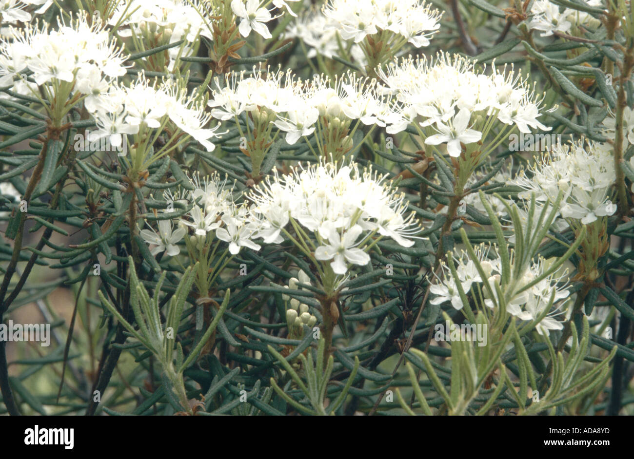 Dwarf tea tree hi-res stock photography and images - Alamy
