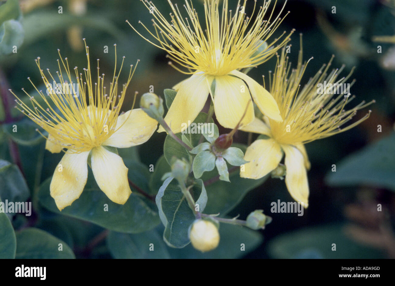 Hypericum flowers hi-res stock photography and images - Alamy