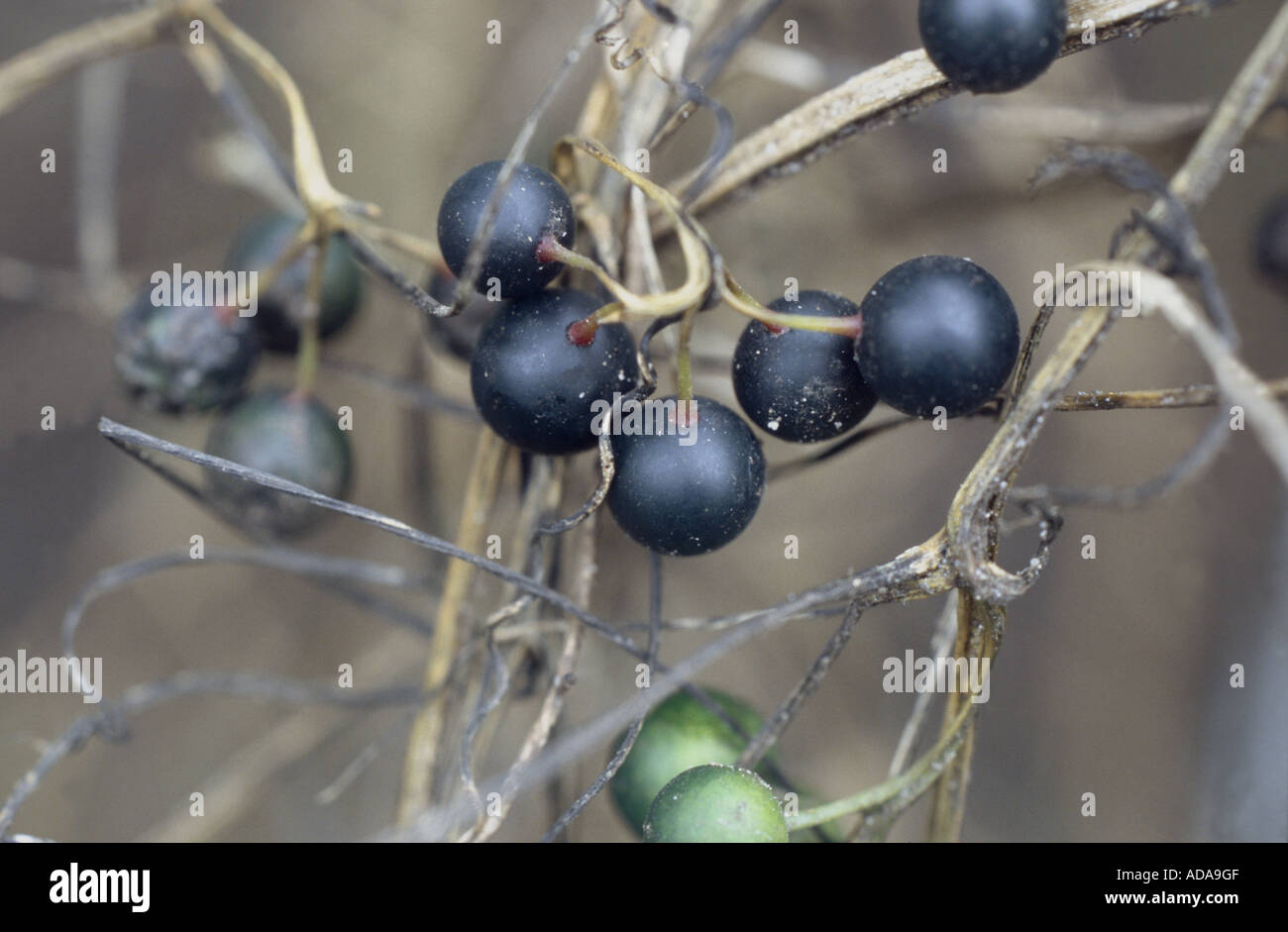 black-berried bryony, European white bryony (Bryonia alba), ripe fruits ...
