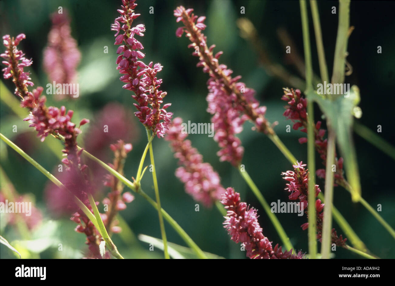 water smartweed (Polygonum amplexicaule, Bistorta amplexicaulis), cv ...