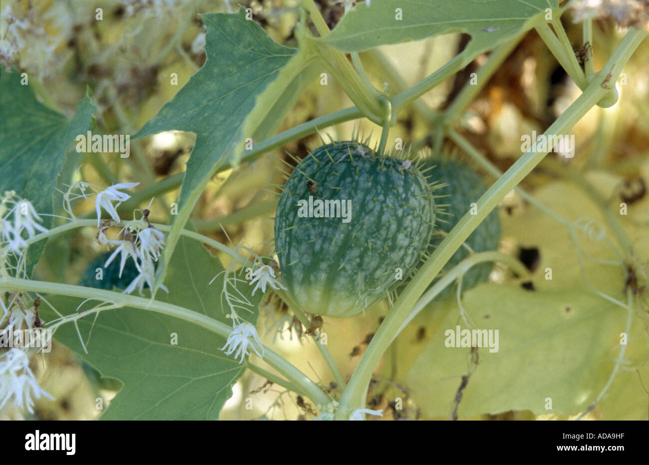 Wild balsam apple hi-res stock photography and images - Alamy