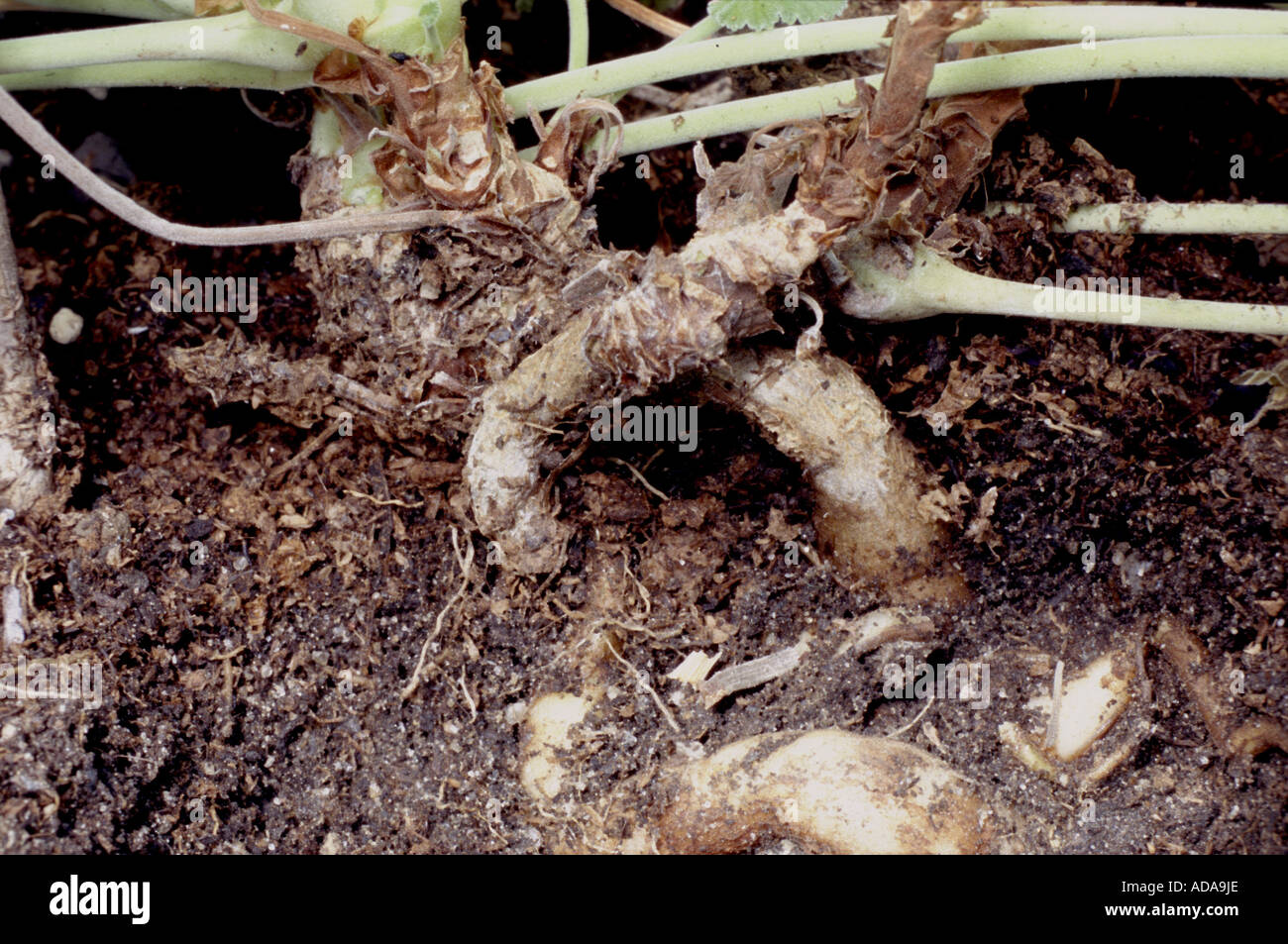 geranium (Pelargonium sidoides), roots from which is made the ...