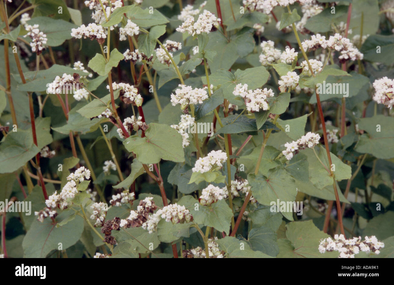 buckwheat (Fagopyrum esculentum), blooming plants Stock Photo - Alamy