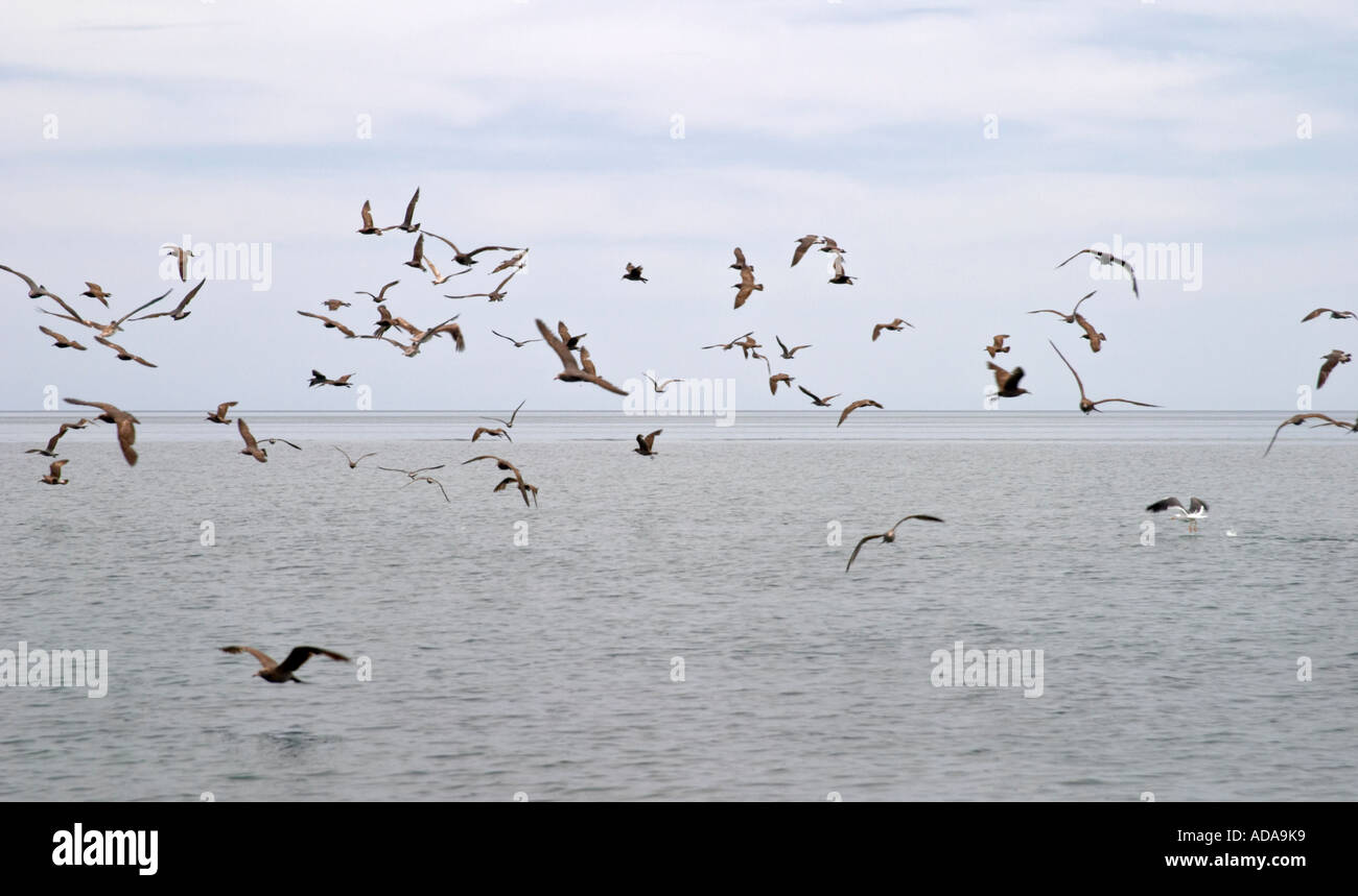 Fauna de baja hi-res stock photography and images - Alamy