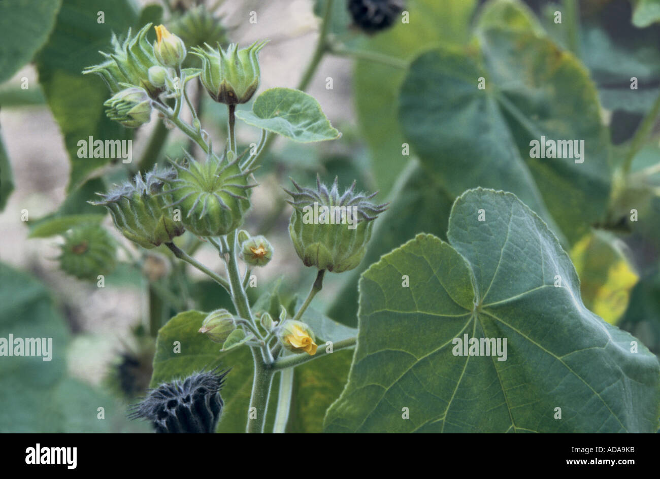 velvetleaf, Indian mallow (Abutilon theophrasti), young fruits and buds ...