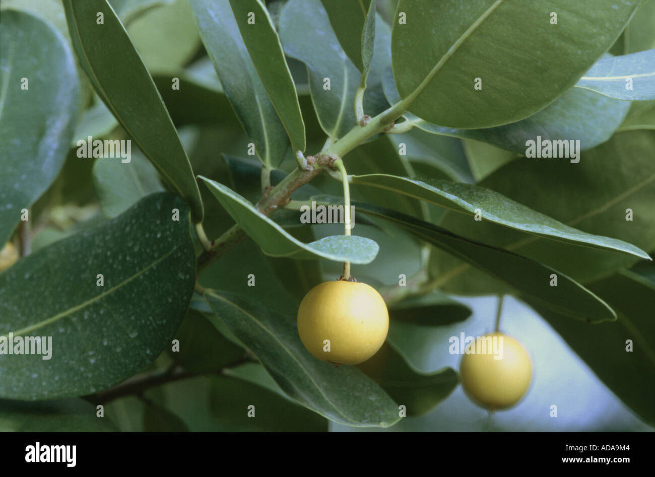 balata tree, bully tree (Mimusops maxima, Mimusops commersonii), fruits ...