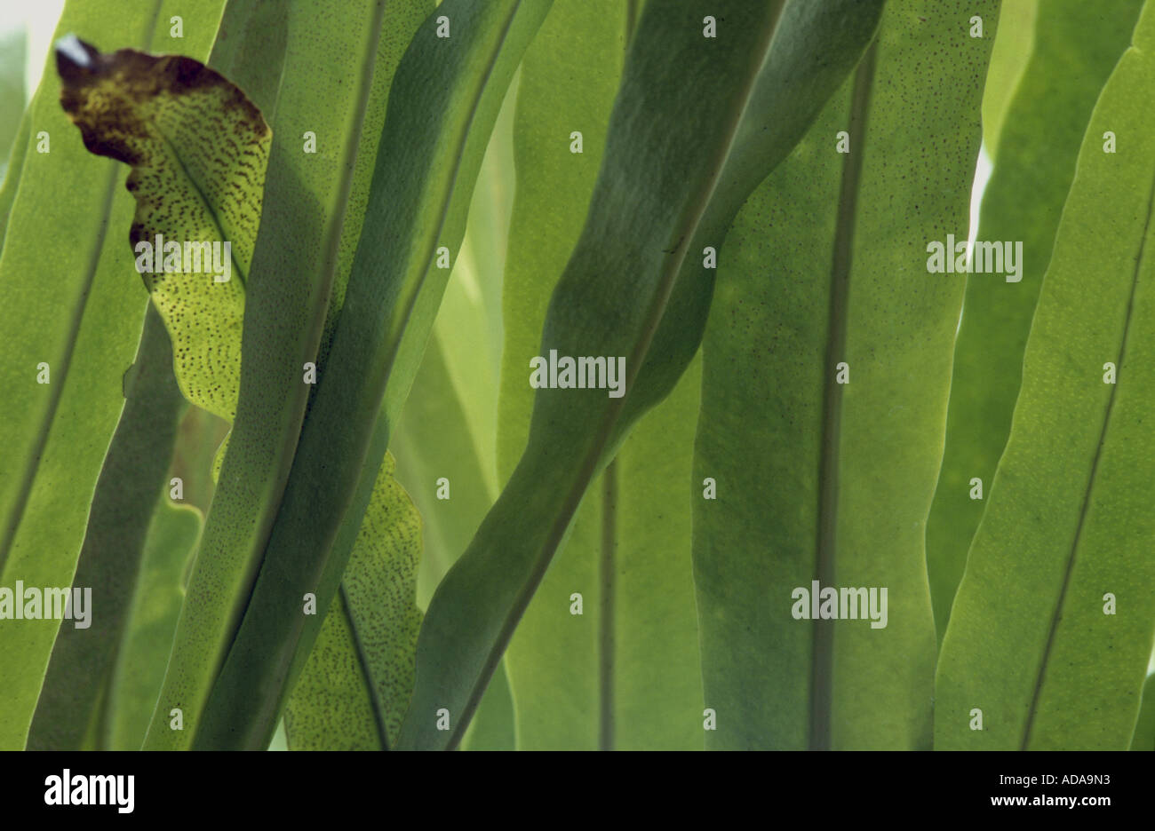 Strap fern hi-res stock photography and images - Alamy