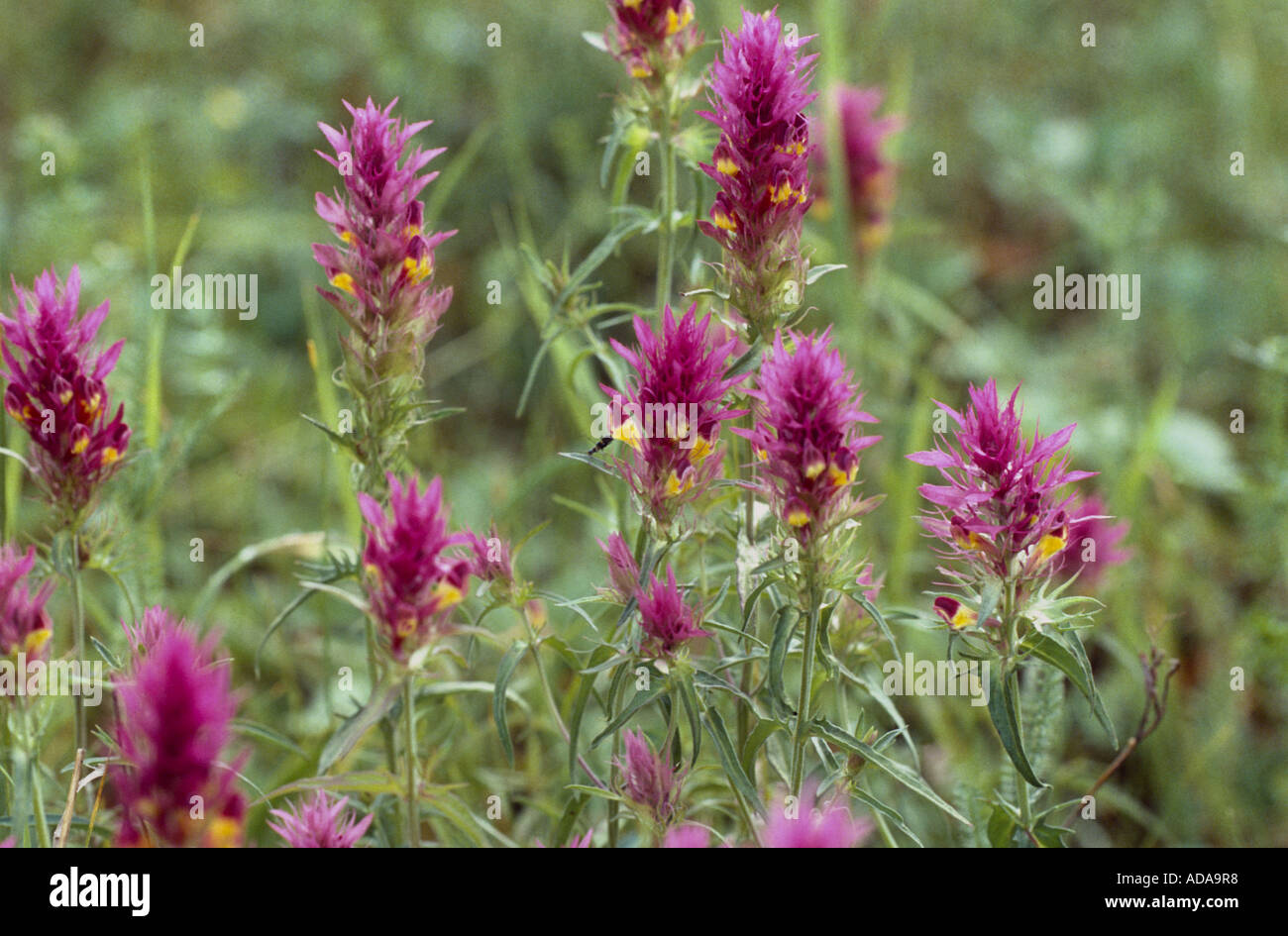 field cow-wheat (Melampyrum arvense), blooming Stock Photo - Alamy