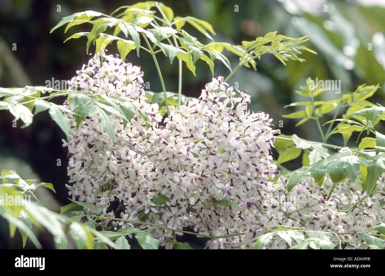 Persian lilac, chinaberry tree (Melia azedarach), inflorescence, fruits ...