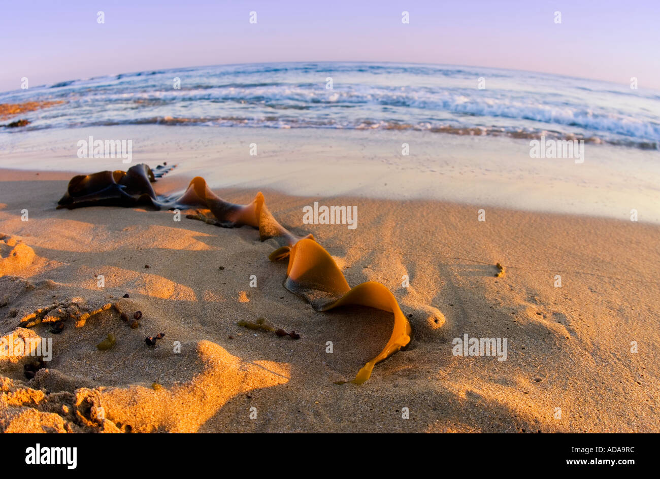 seaweed swept away on the beach Stock Photo - Alamy