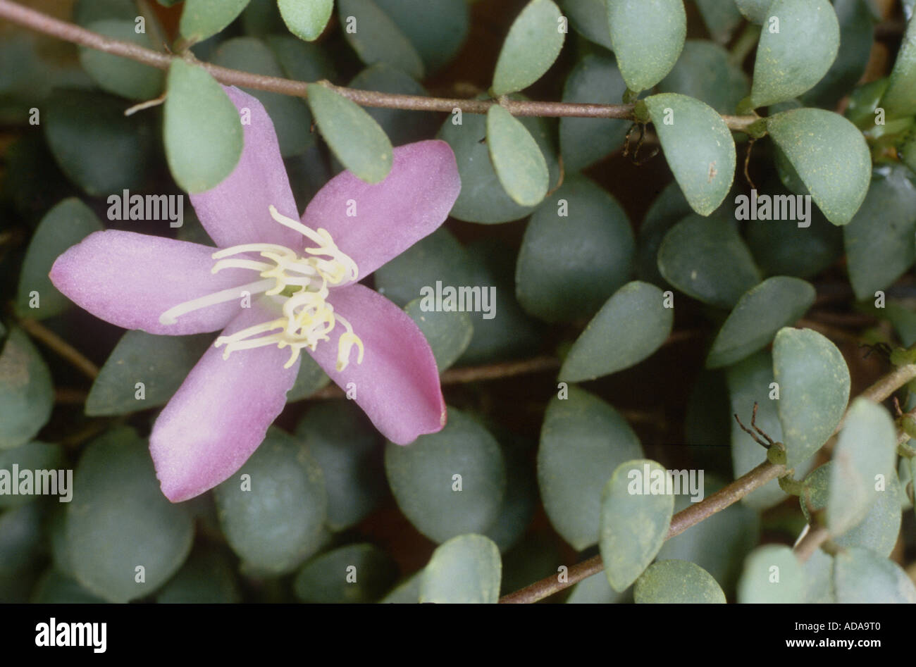 medinilla (Medinilla sedifolia), flower Stock Photo - Alamy