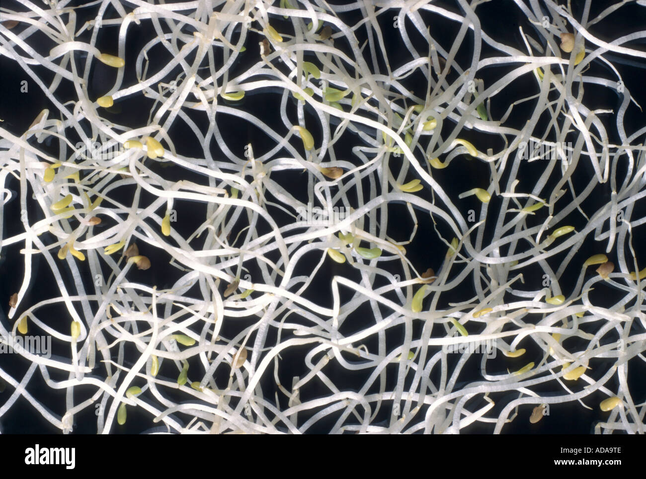 Medicago seed hi-res stock photography and images - Alamy