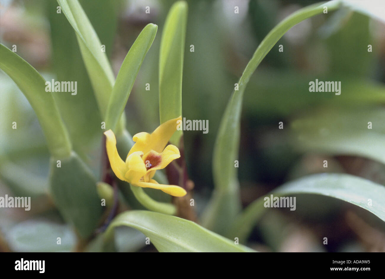 Maxillaria orchids hi-res stock photography and images - Alamy