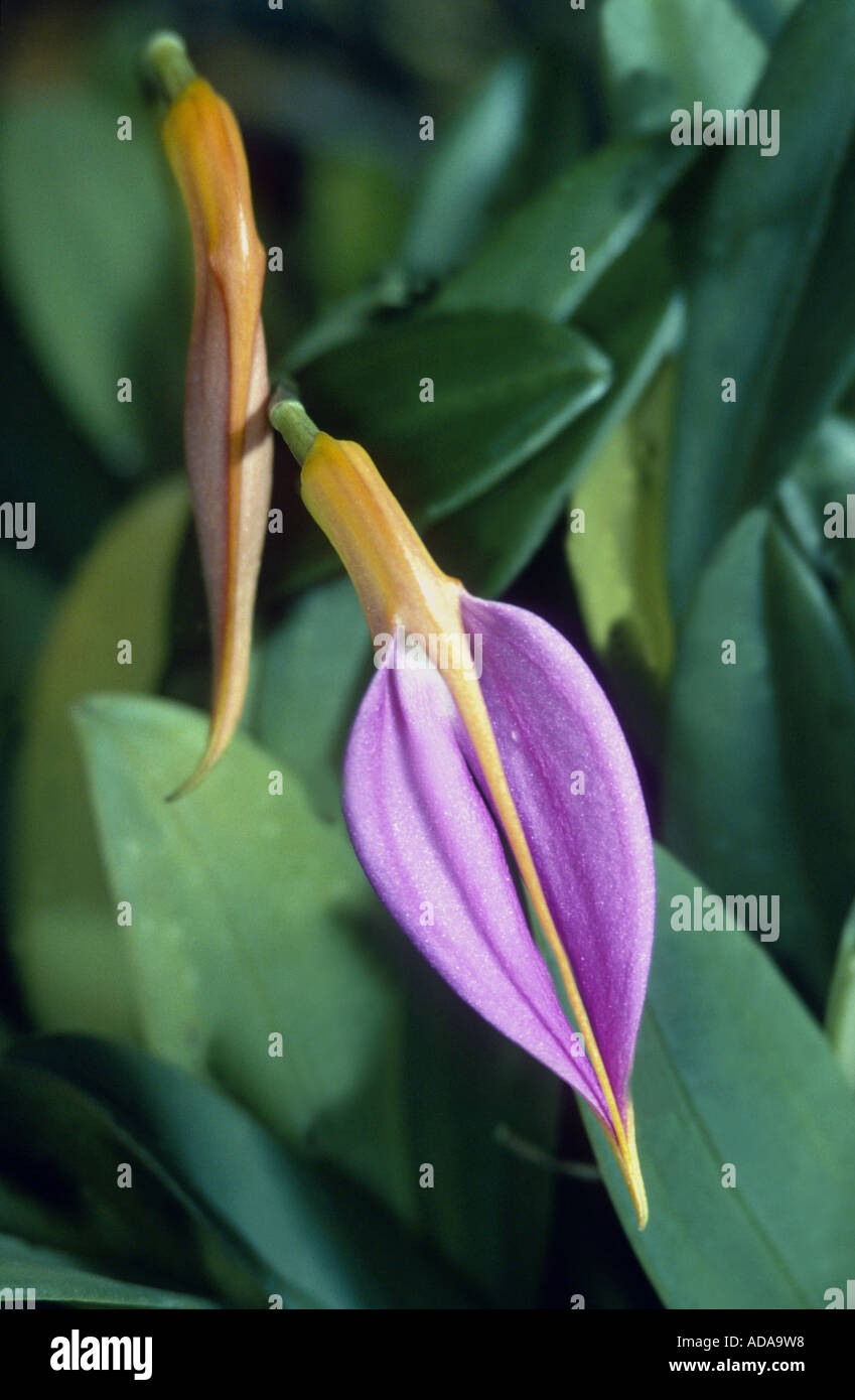Masdevallia rosea hi-res stock photography and images - Alamy