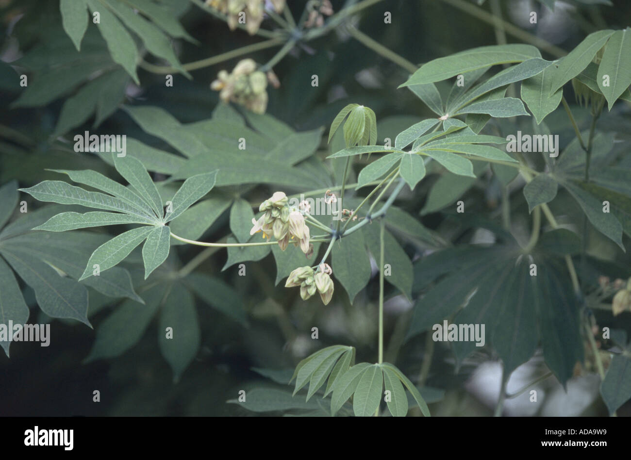 Cassava, Manioc, Tapioc, Tapioca (Manihot esculenta), blooming, the ...
