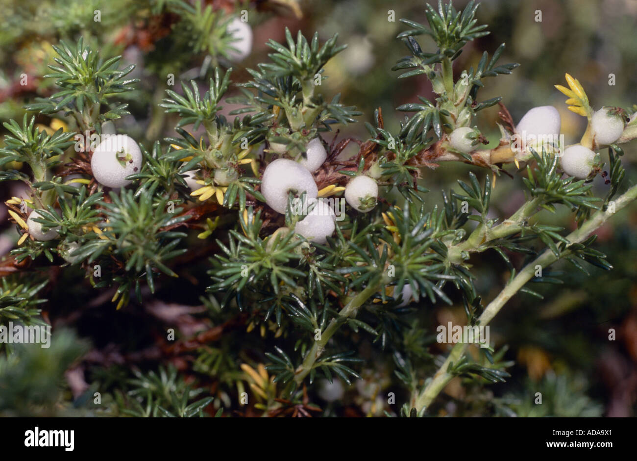 Pearl fruit hi-res stock photography and images - Alamy