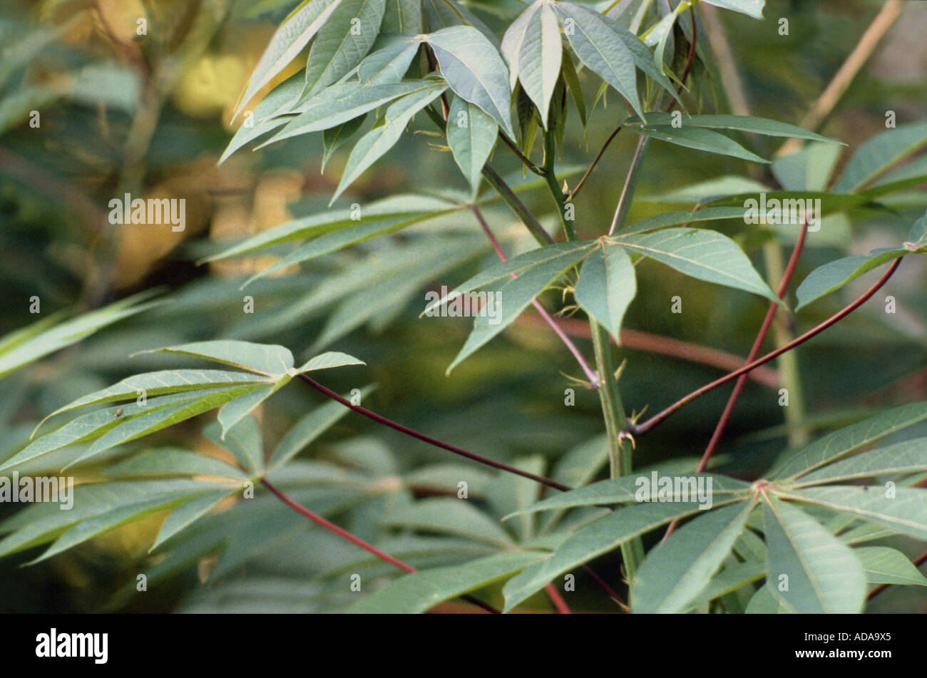 Cassava, Manioc, Tapioc, Tapioca (Manihot esculenta), leaves Stock ...