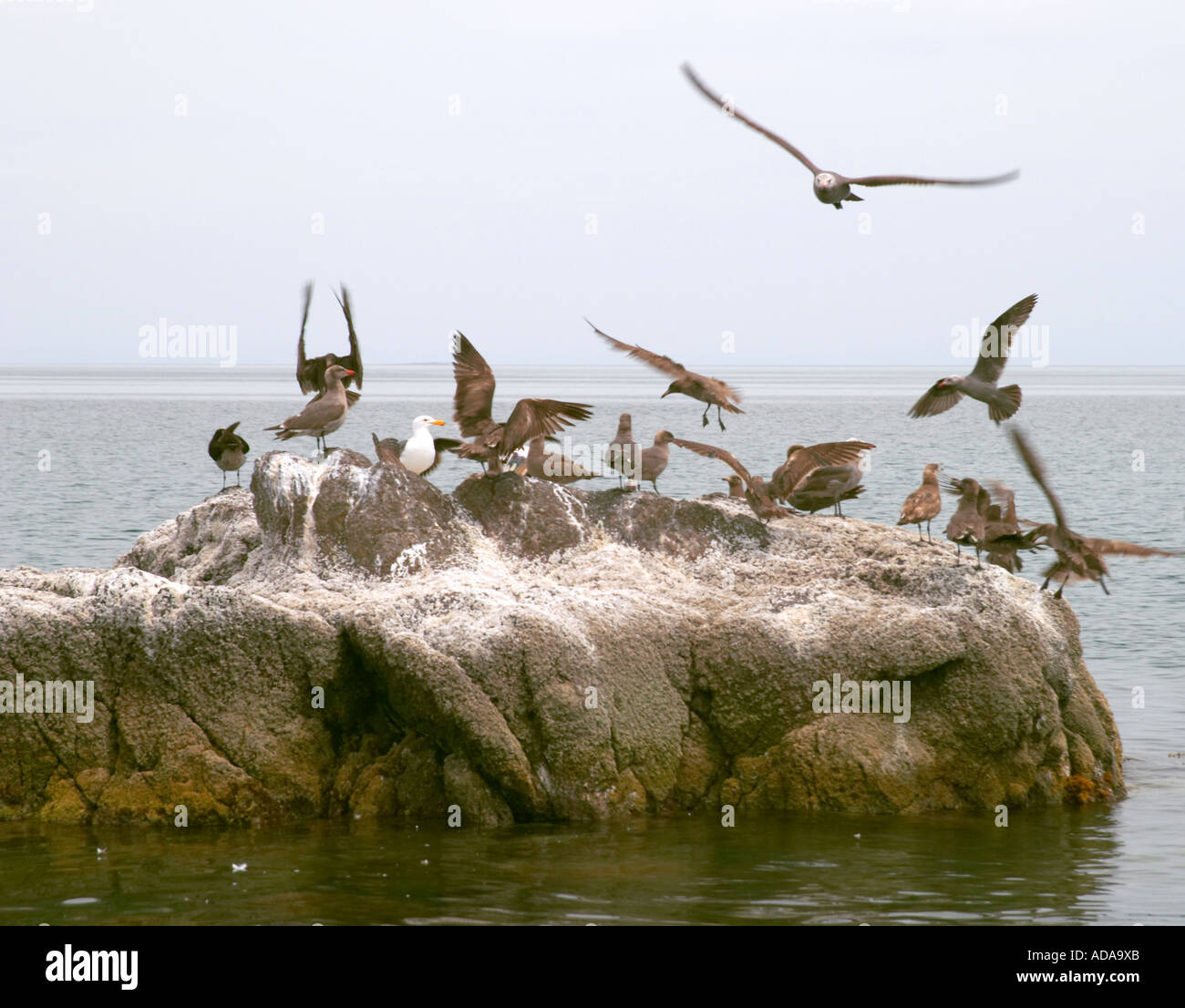 Fauna de baja hi-res stock photography and images - Alamy