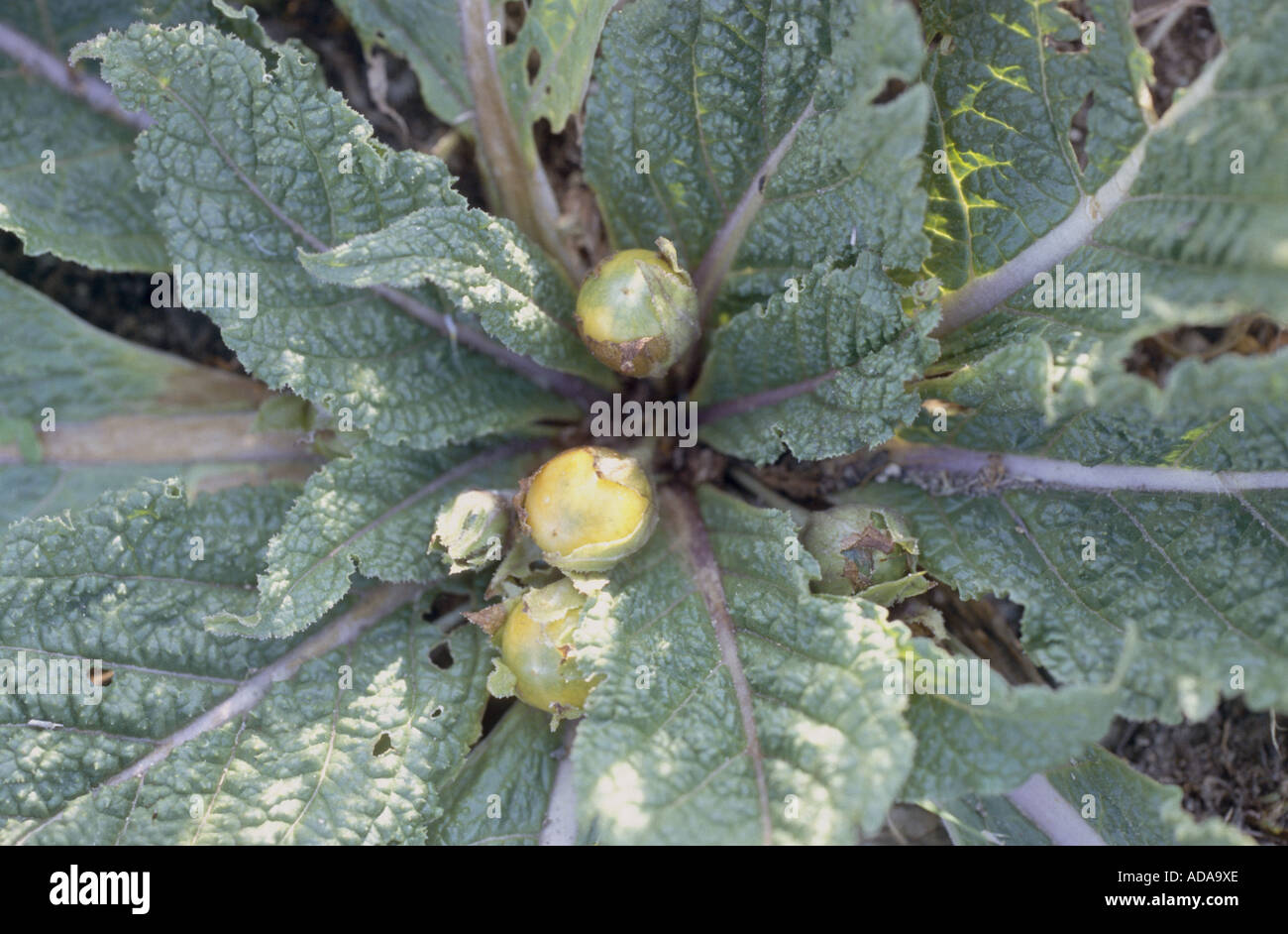 Mandrake berry hi-res stock photography and images - Alamy