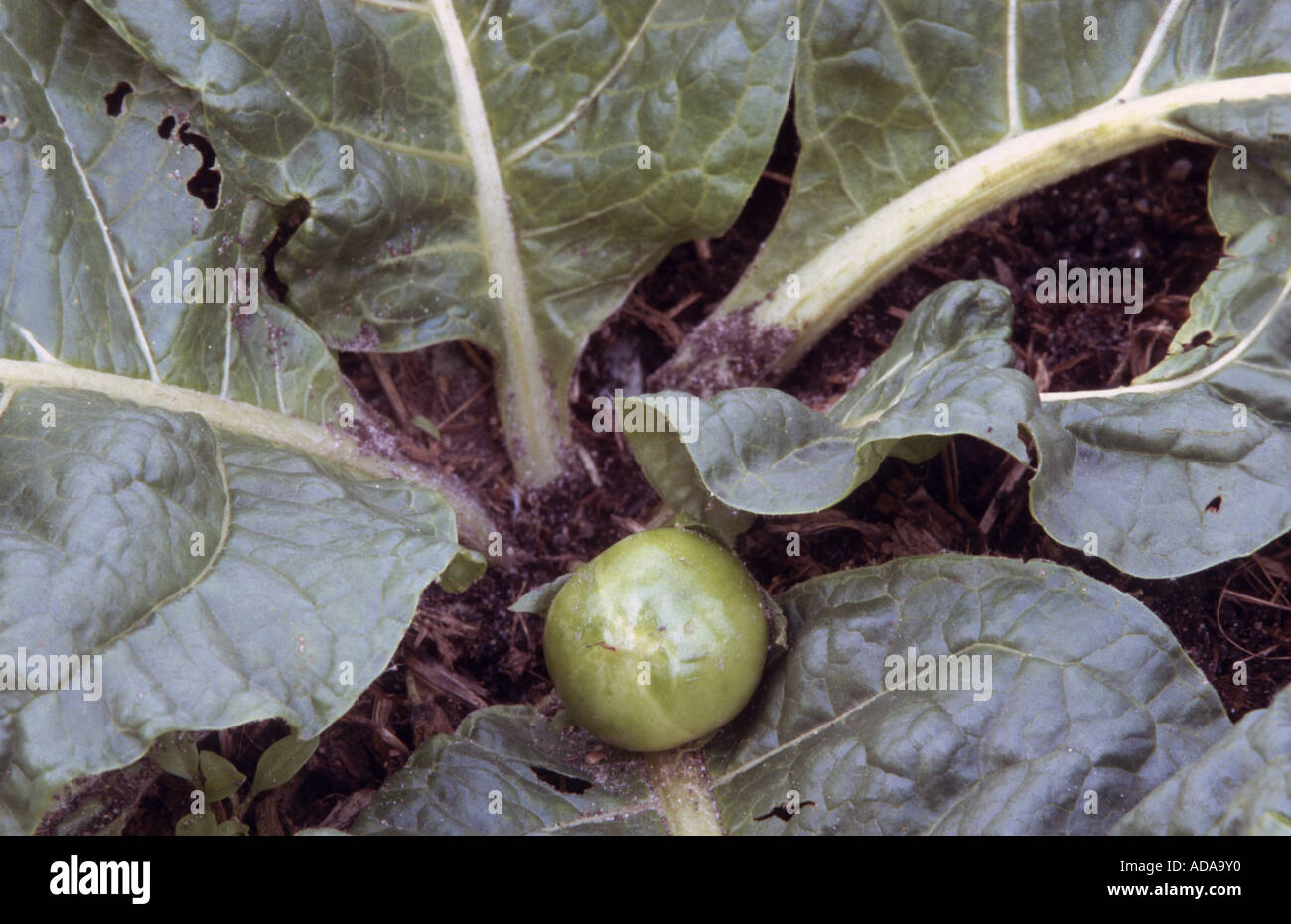Mandrake berry hi-res stock photography and images - Alamy
