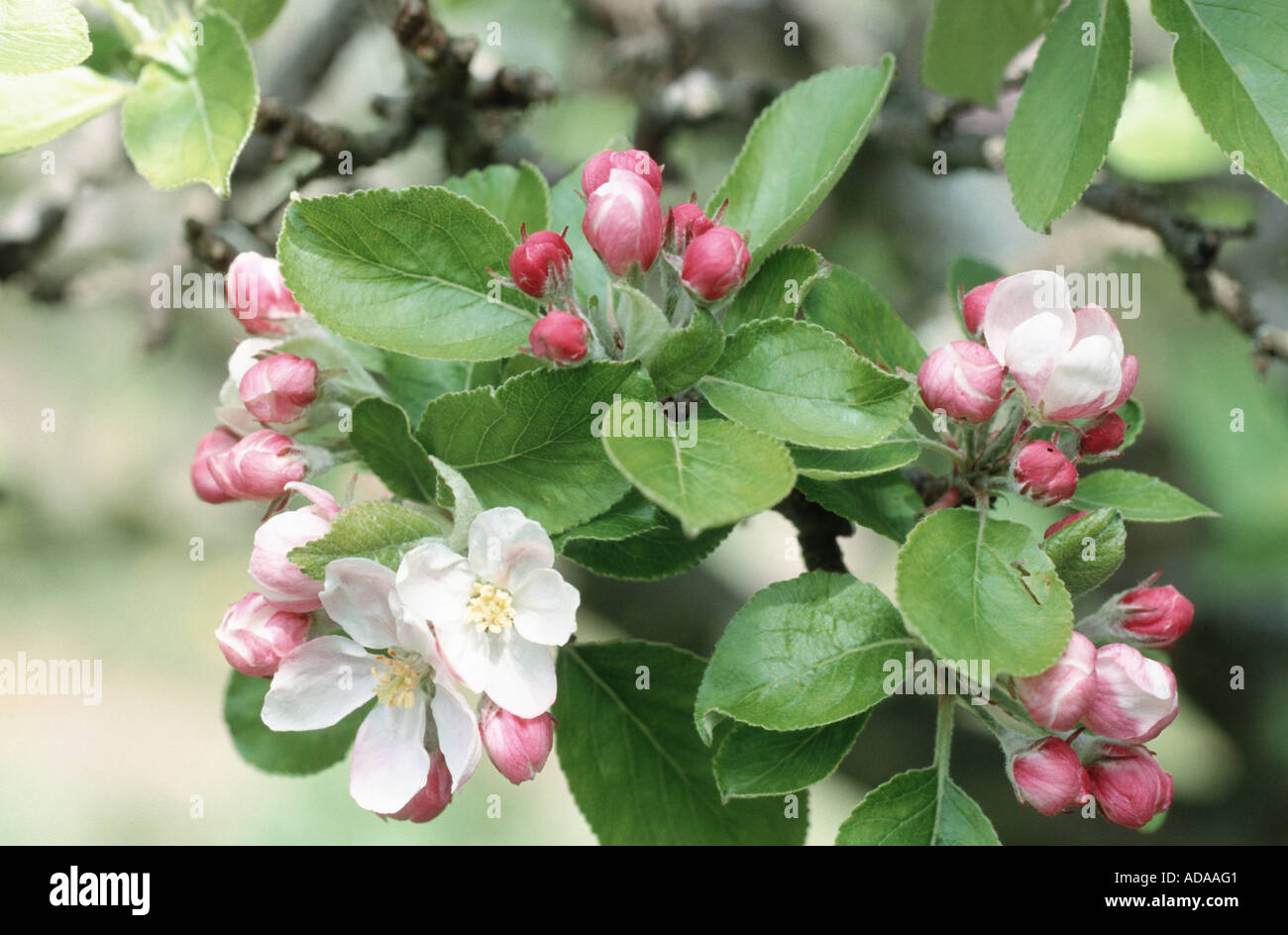 apple tree (Malus domestica), flowers and buds Stock Photo - Alamy