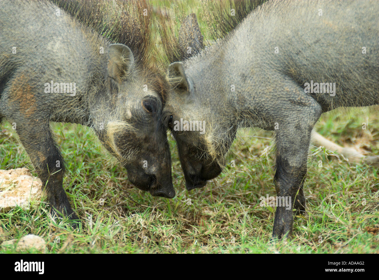 Warthogs playing hi-res stock photography and images - Alamy