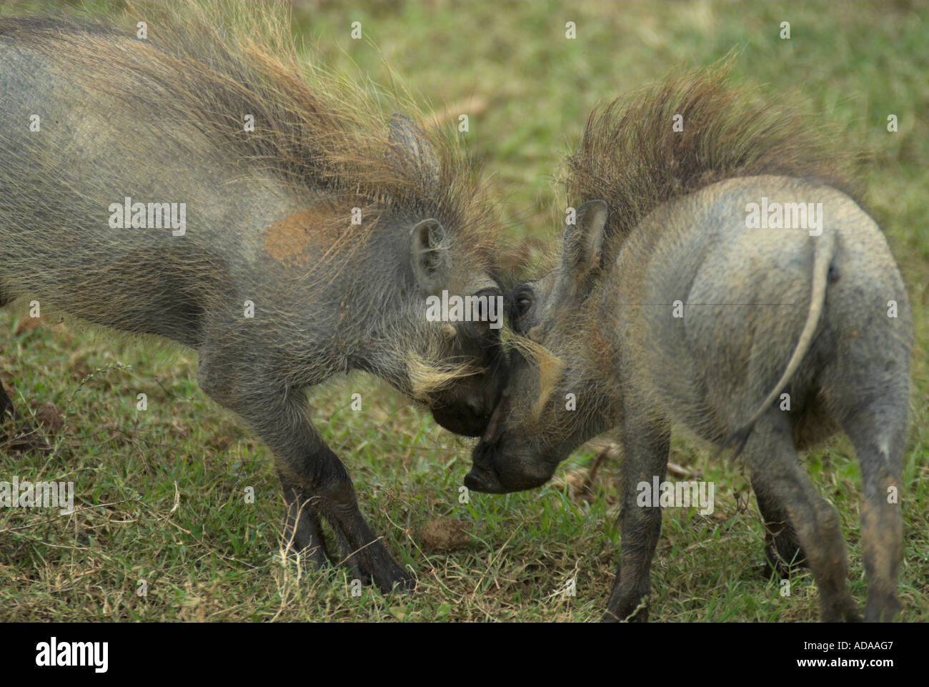 Warthogs playing hi-res stock photography and images - Alamy