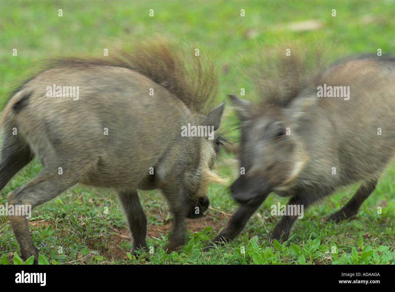 Warthogs playing hi-res stock photography and images - Alamy