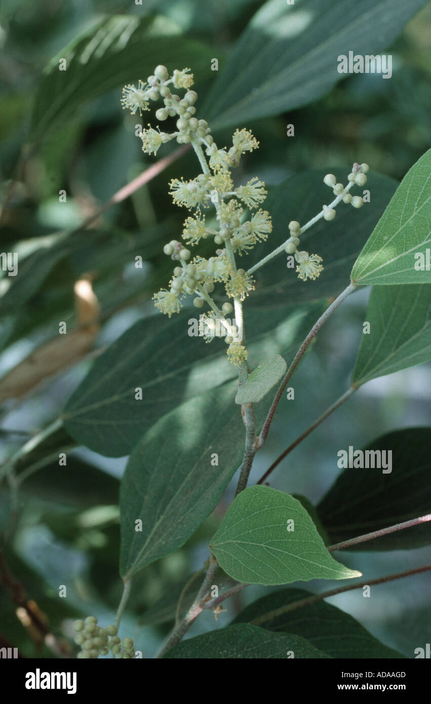 Mallotus philippinensis hi-res stock photography and images - Alamy