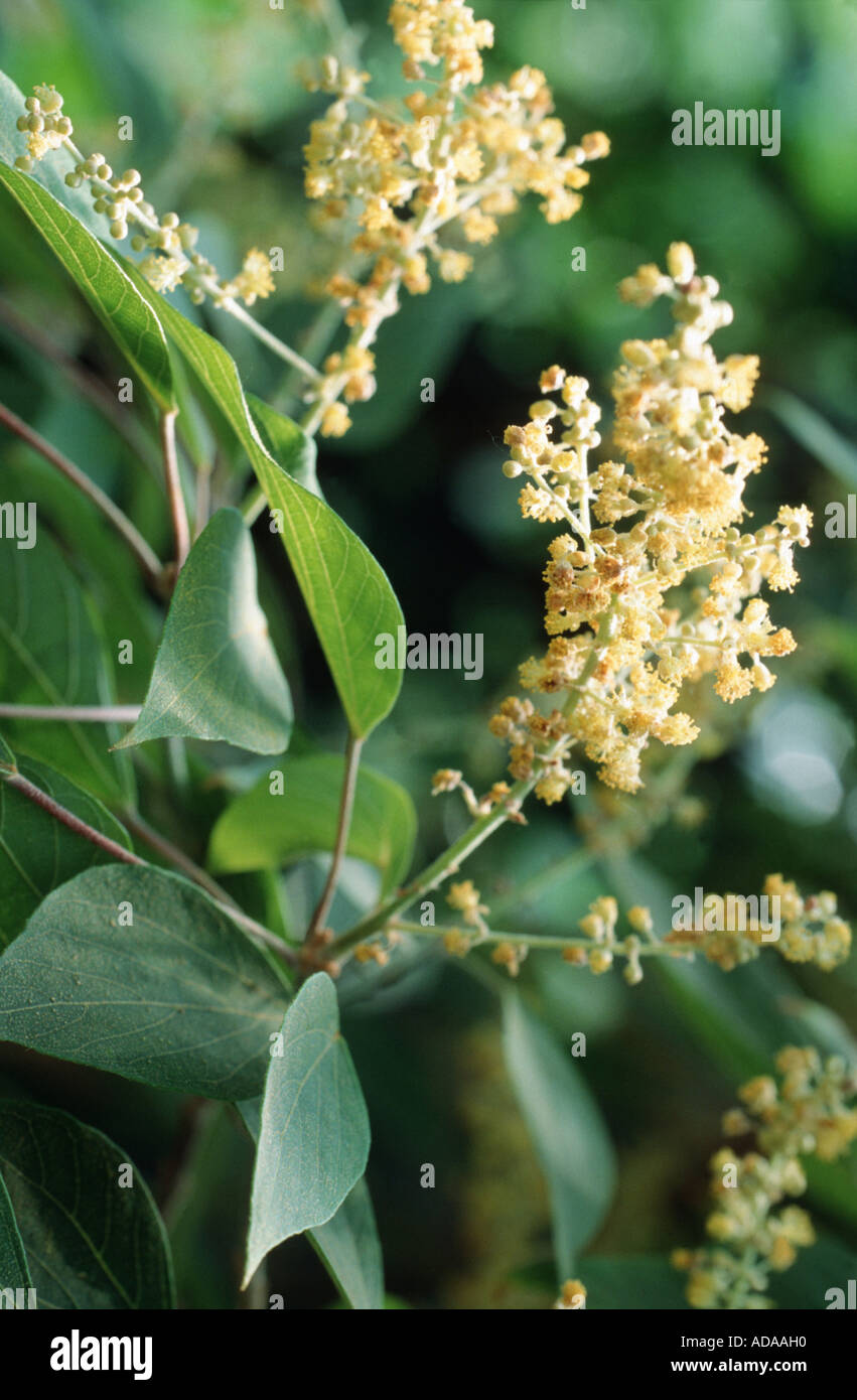 kamala (Mallotus philippinensis), inflorescences Stock Photo - Alamy