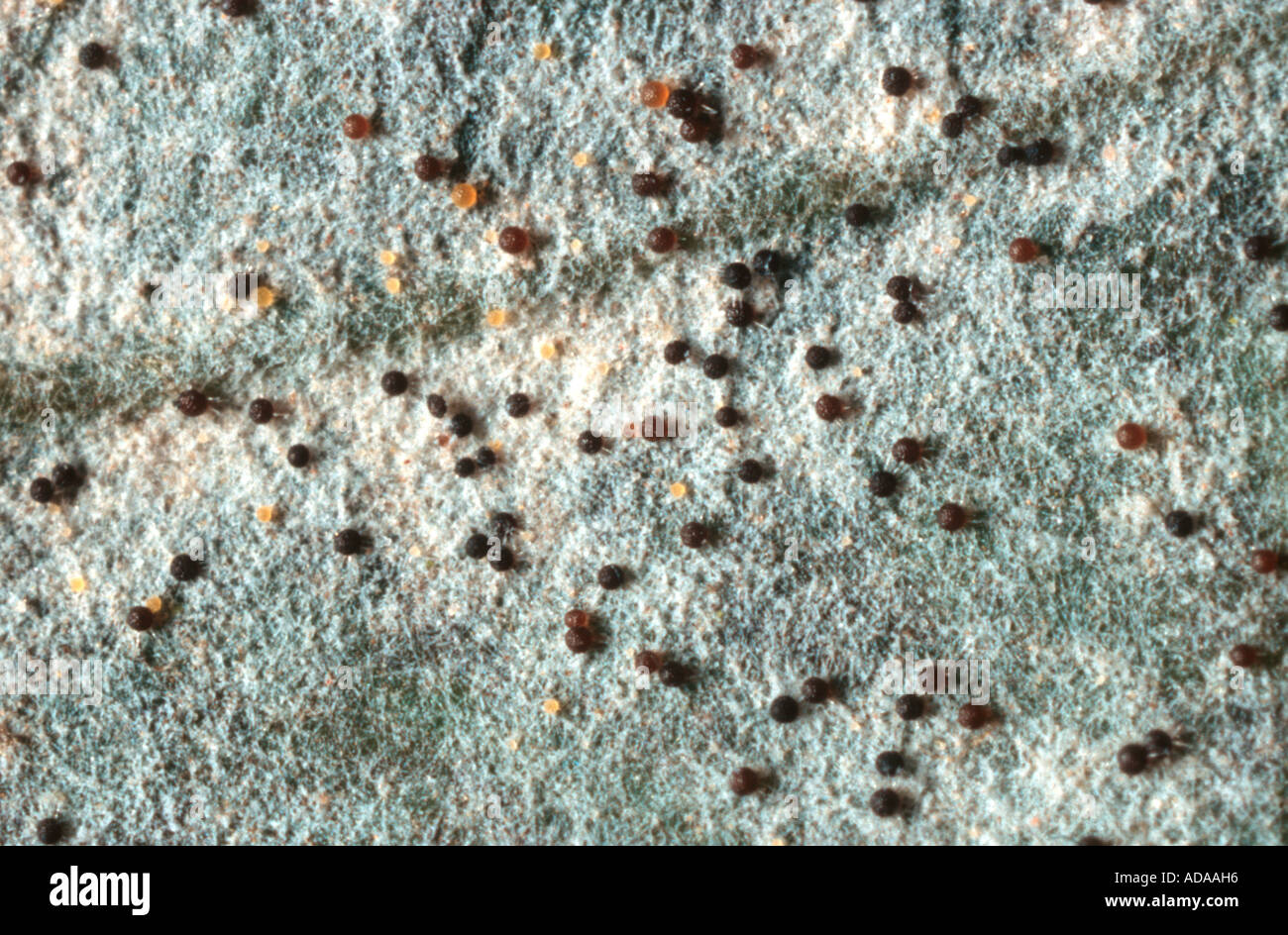 common oak, pedunculate oak, English oak (Quercus robur), Microsphaera ...