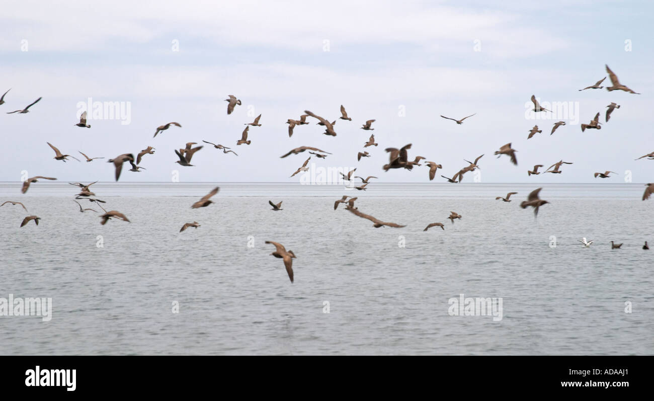 Fauna de baja hi-res stock photography and images - Alamy