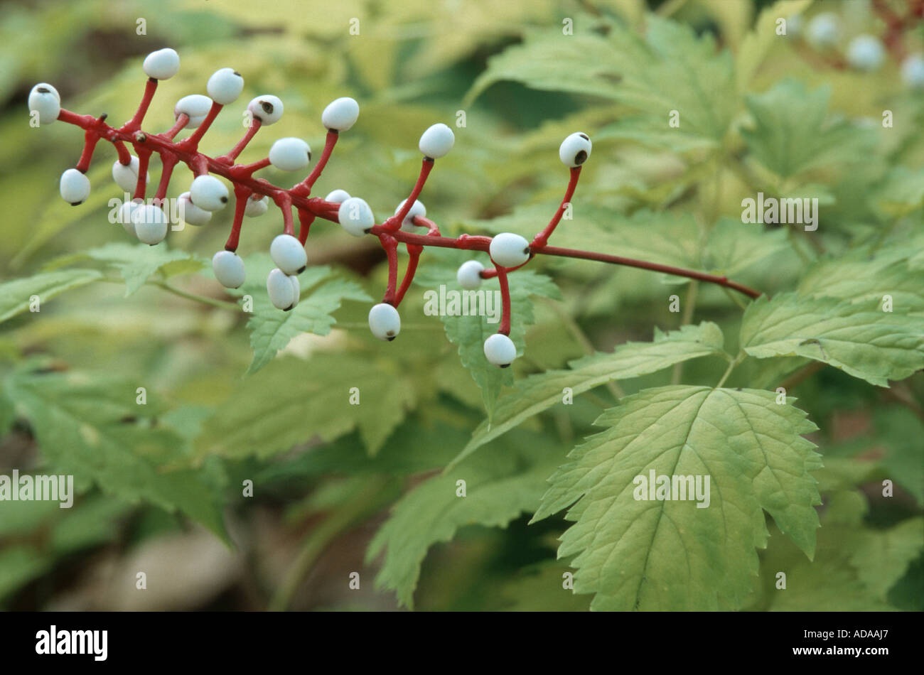 white baneberry (Actaea pachypoda), infructescence Stock Photo - Alamy