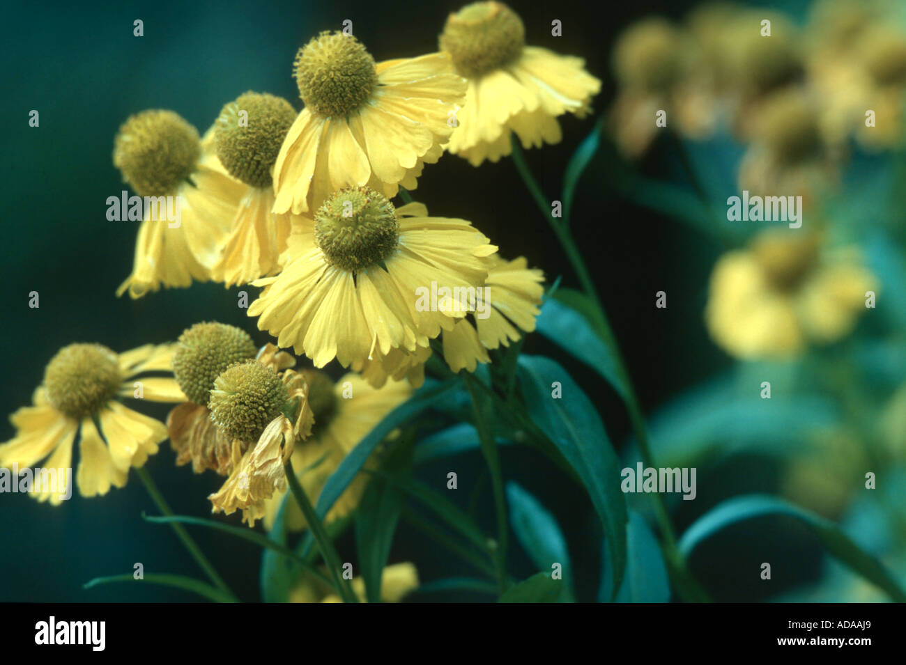 Helenium autumnale seed head hi-res stock photography and images - Alamy