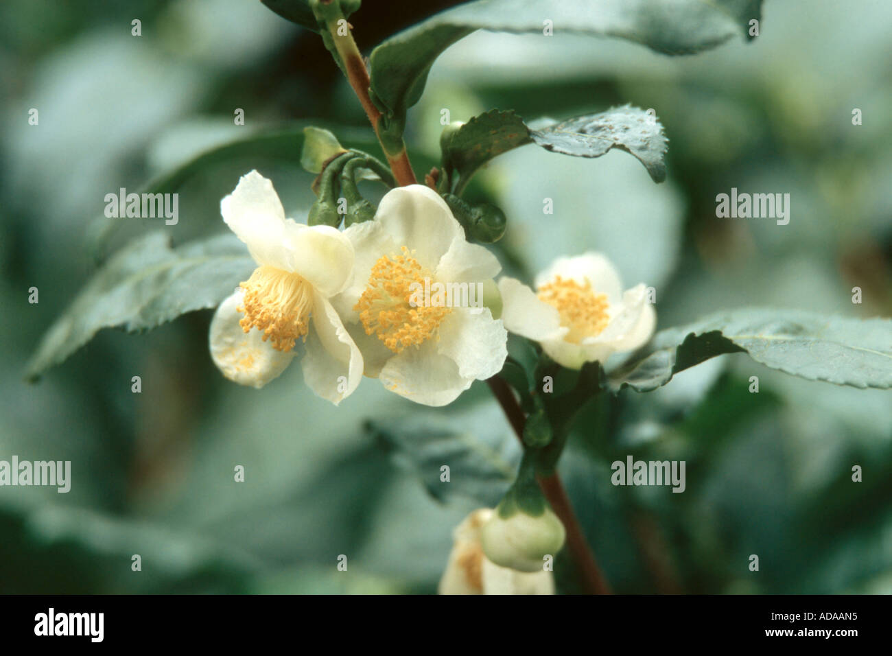 tea plant (Camellia sinensis, Thea sinensis), flowers Stock Photo - Alamy