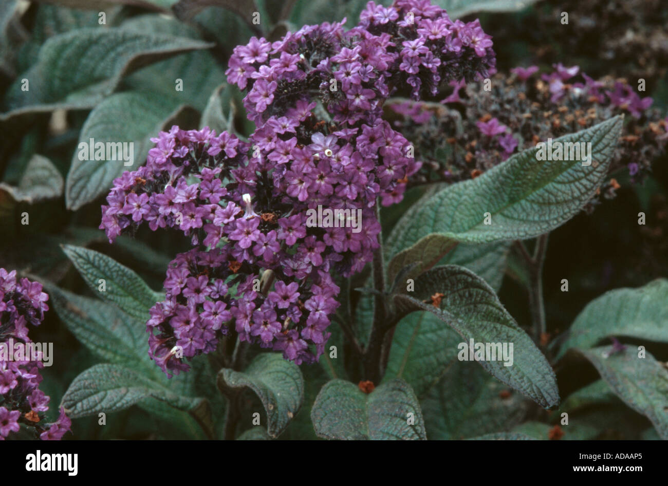 Heliotropium Arborescens Garden Heliotrope High Resolution Stock ...