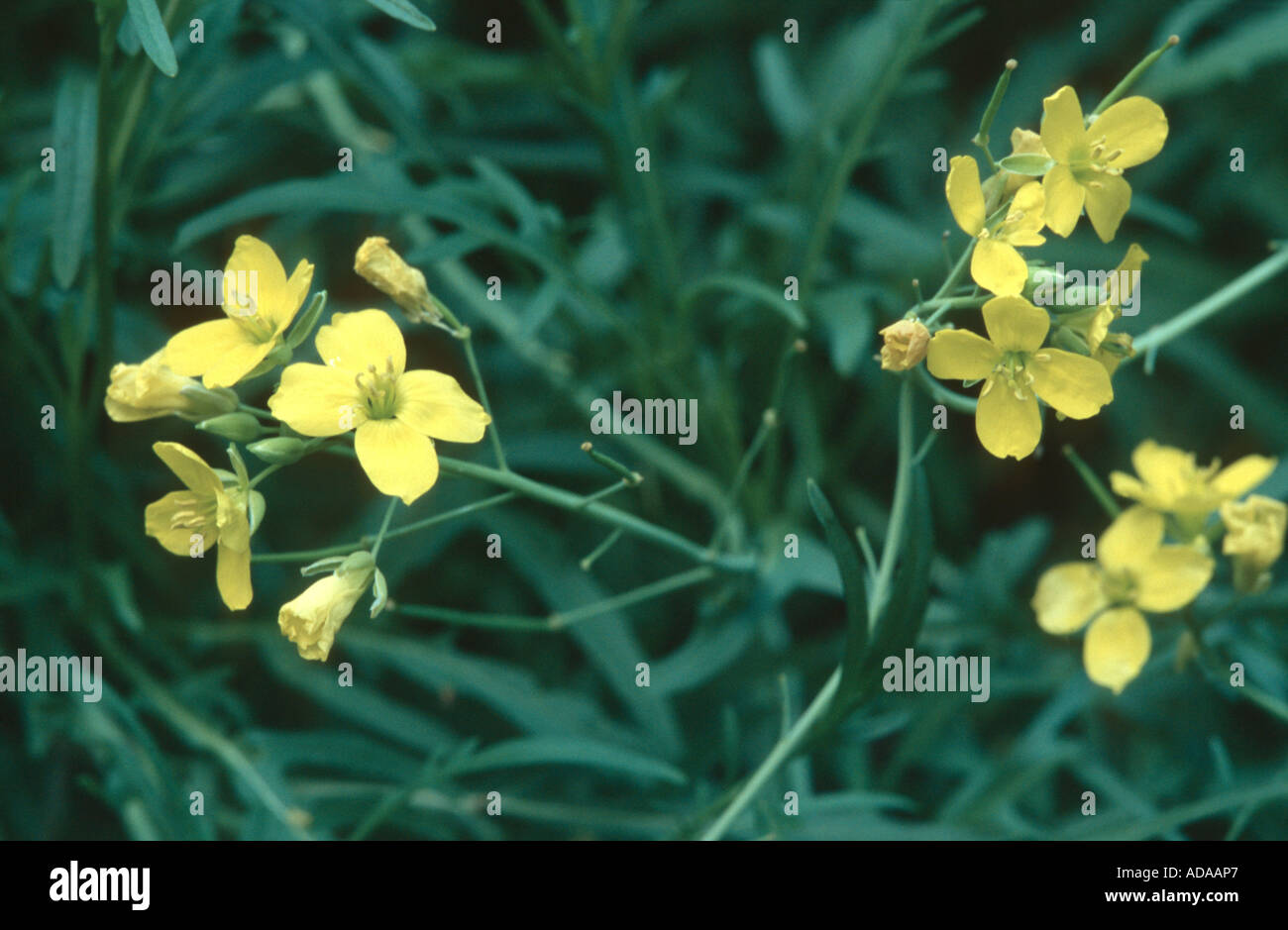 rocket sallad (Eruca sativa), flowers Stock Photo - Alamy