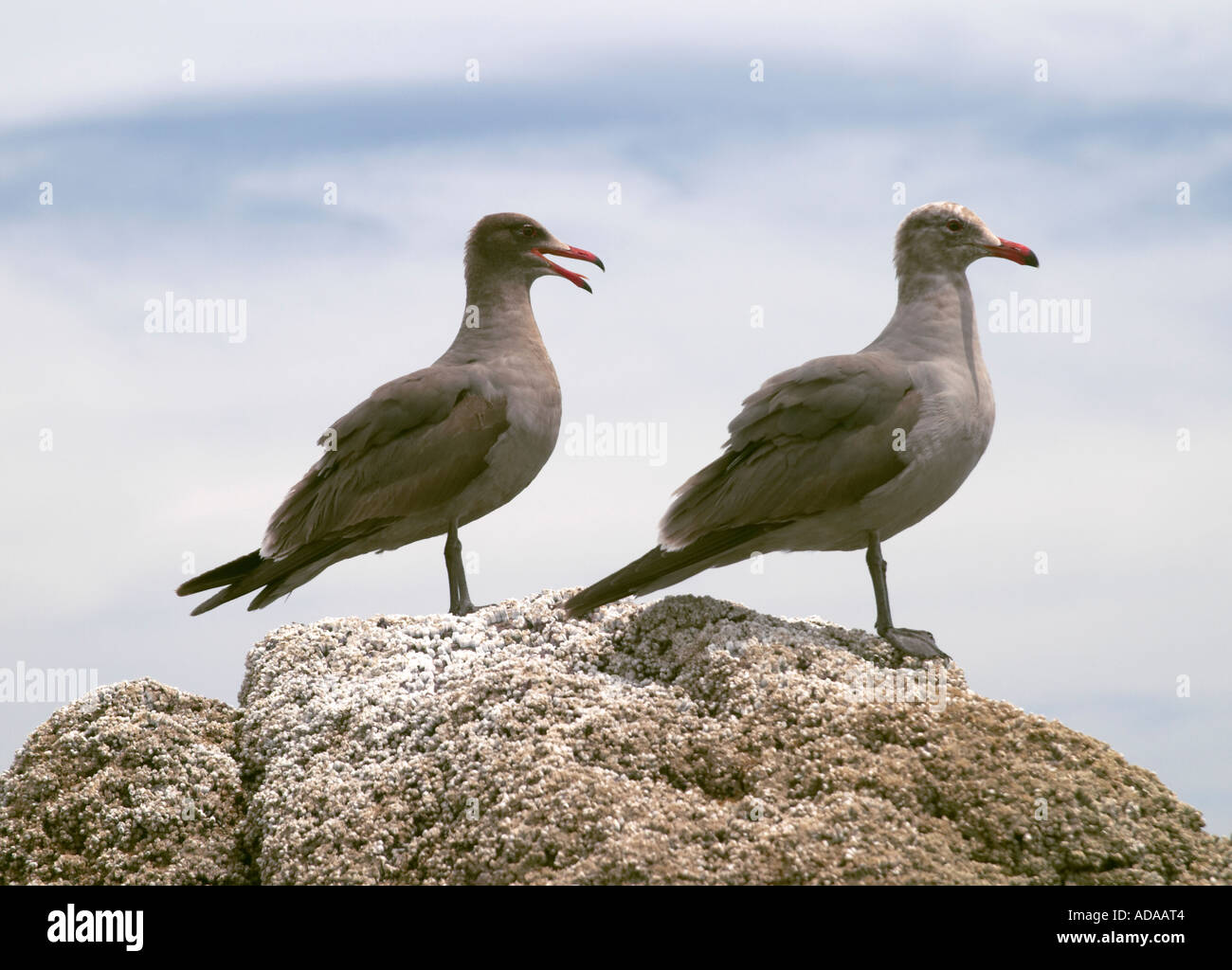 Fauna de baja hi-res stock photography and images - Alamy