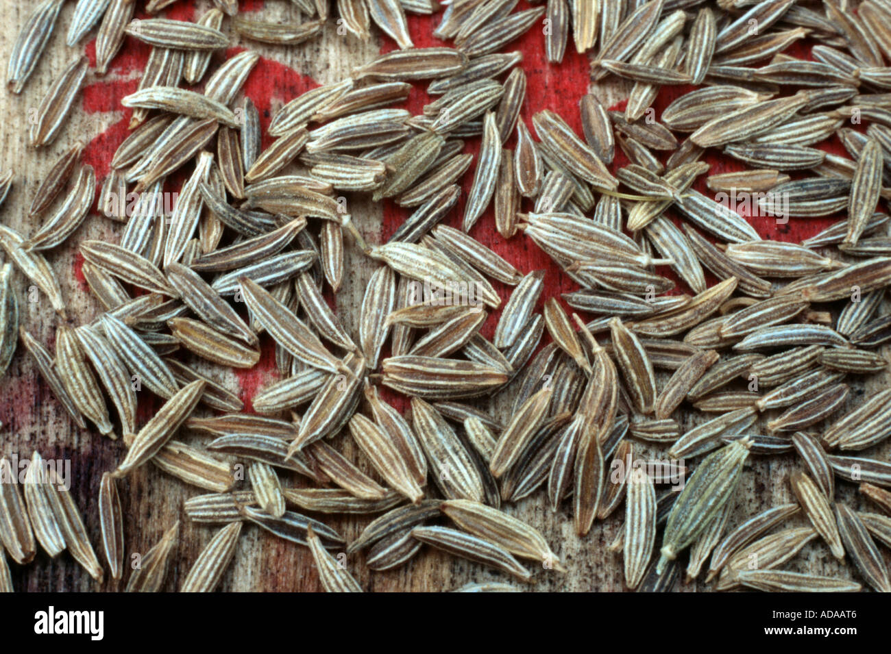 cumin (Cuminum cyminum), seeds Stock Photo - Alamy