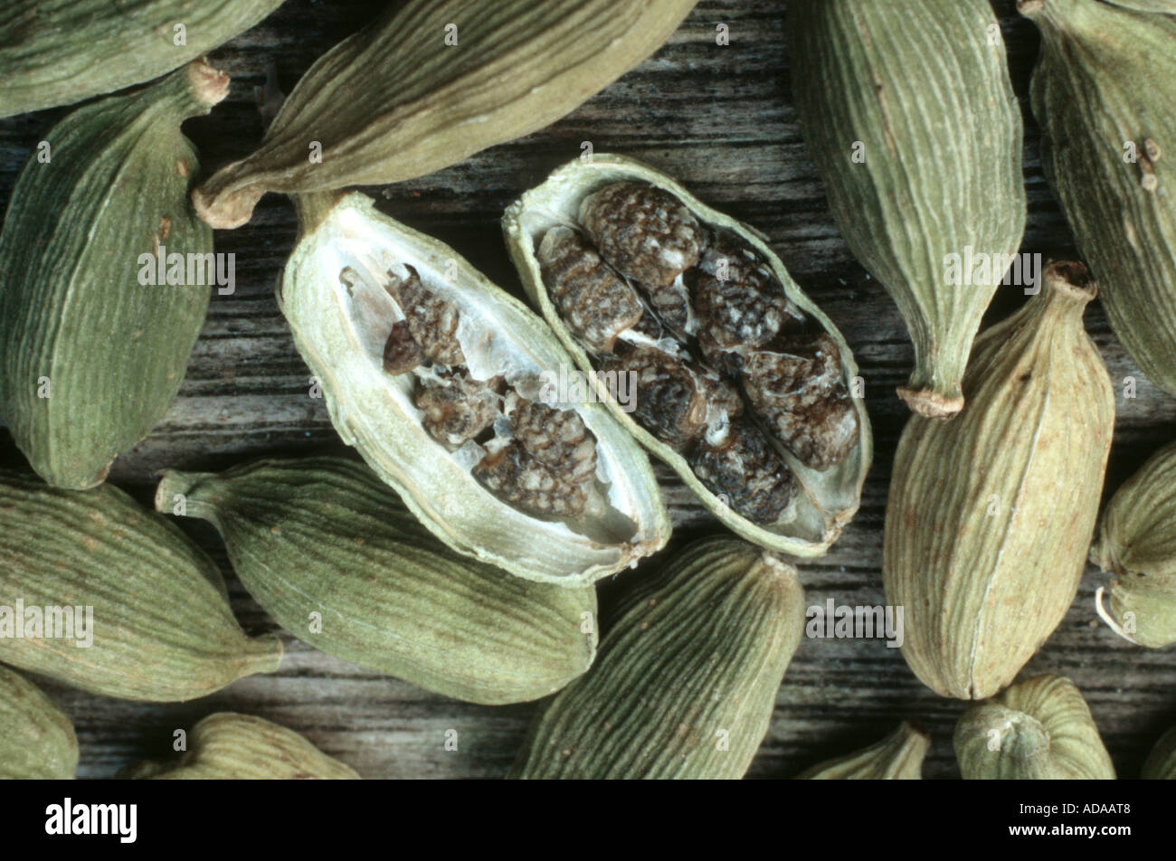 true cardamom (Elettaria cardamomum, Amomum cardamon), ripe fruits with ...